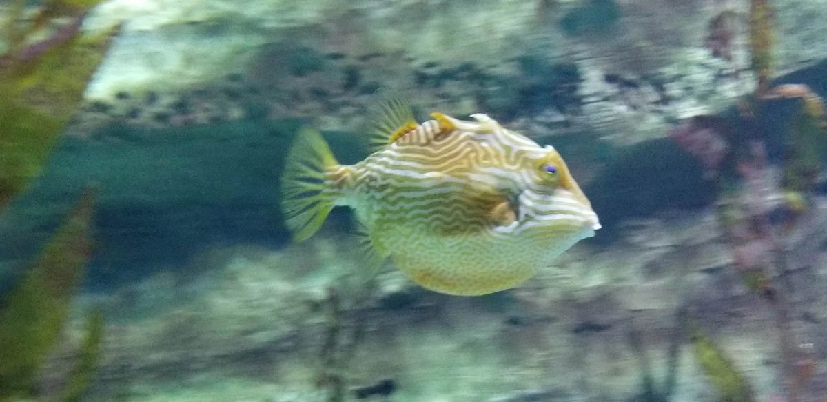 Shaw's Cowfish | NatureRules1 Wiki | Fandom