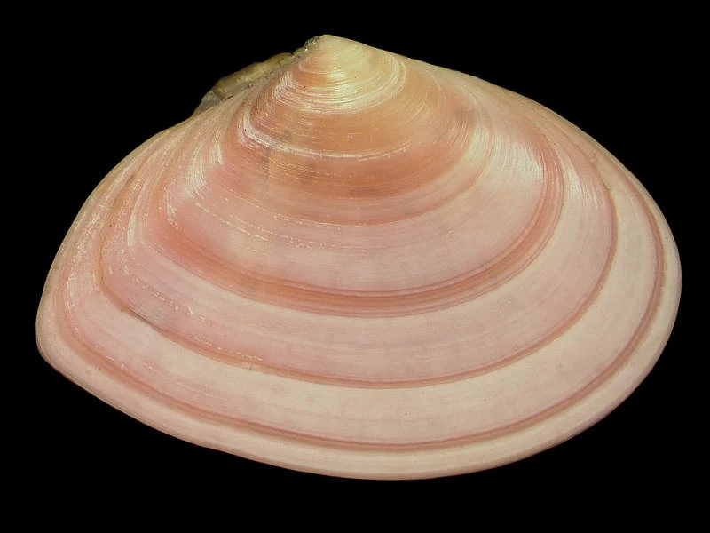 Thin Tellin | NatureRules1 Wiki | Fandom