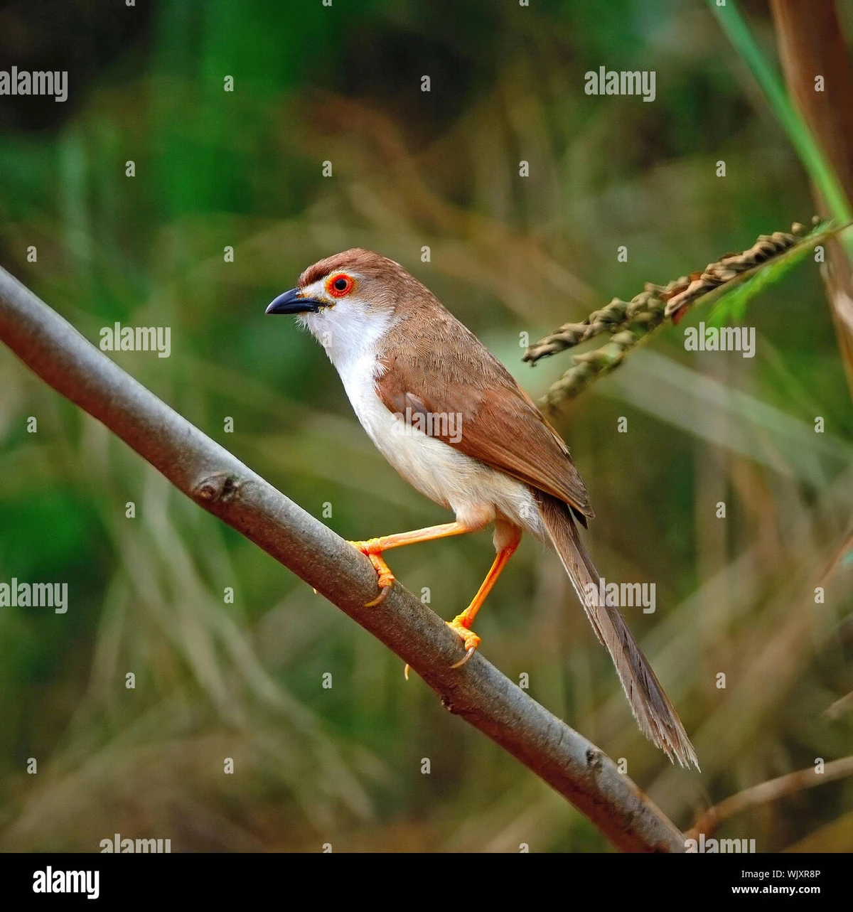 Yellow-eyed Babbler | NatureRules1 Wiki | Fandom