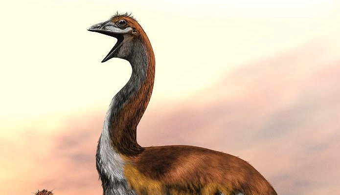 Aepyornis | NatureRules1 Wiki | Fandom