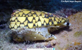 Banded Marble Cone | NatureRules1 Wiki | Fandom