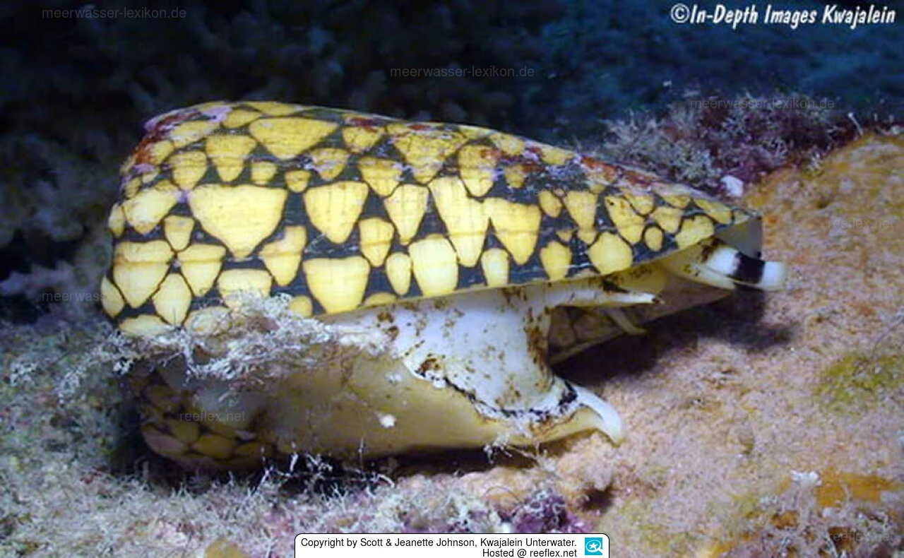 Marbled Cone Snail