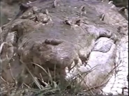 Orinoco Crocodile | NatureRules1 Wiki | Fandom