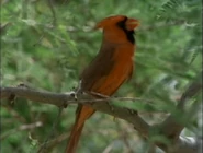 Northern Cardinal | NatureRules1 Wiki | Fandom