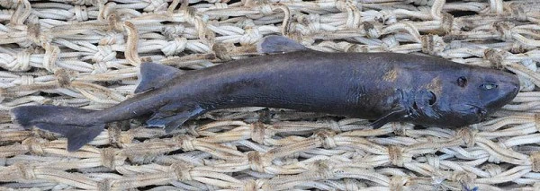 Taillight Shark | NatureRules1 Wiki | Fandom