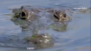 American Crocodile | NatureRules1 Wiki | Fandom