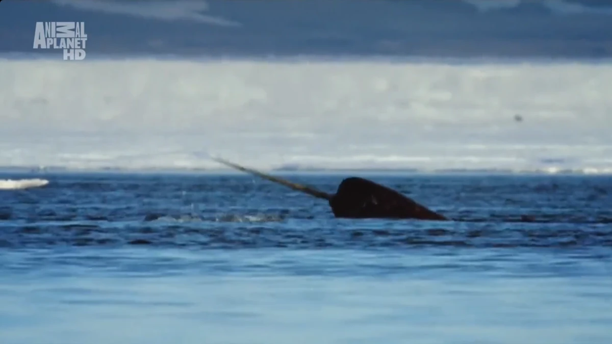 Deadly Creatures Dictionary | NatureRules1 Wiki | Fandom