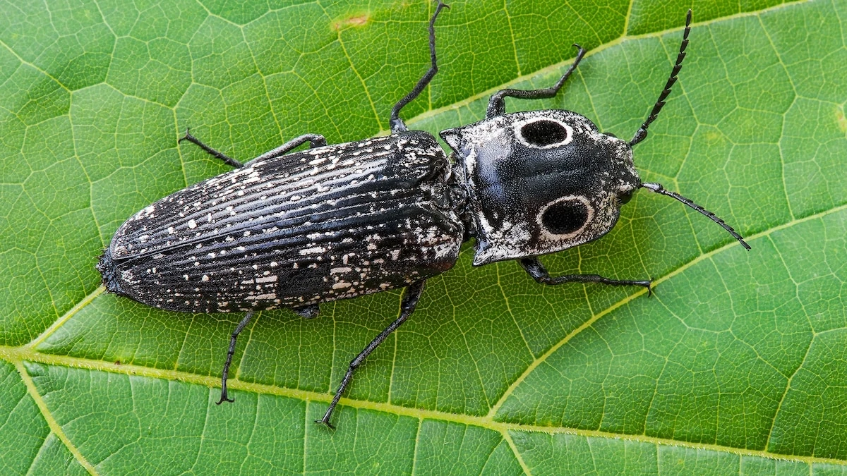 Eastern Eyed Click Beetle | NatureRules1 Wiki | Fandom