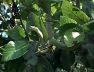 Green Tree Python | NatureRules1 Wiki | Fandom