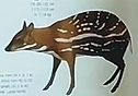 Water Chevrotain | NatureRules1 Wiki | Fandom