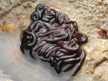 Bootlace Worm | NatureRules1 Wiki | Fandom