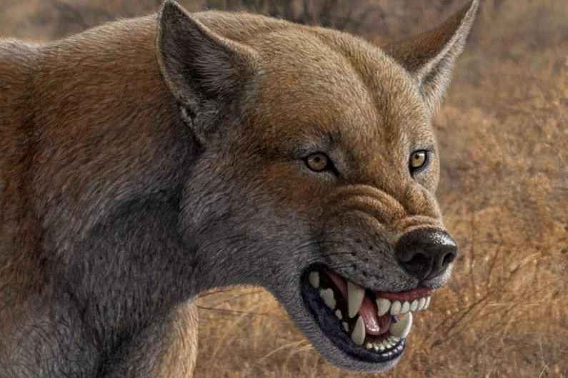 Borophagus | NatureRules1 Wiki | Fandom