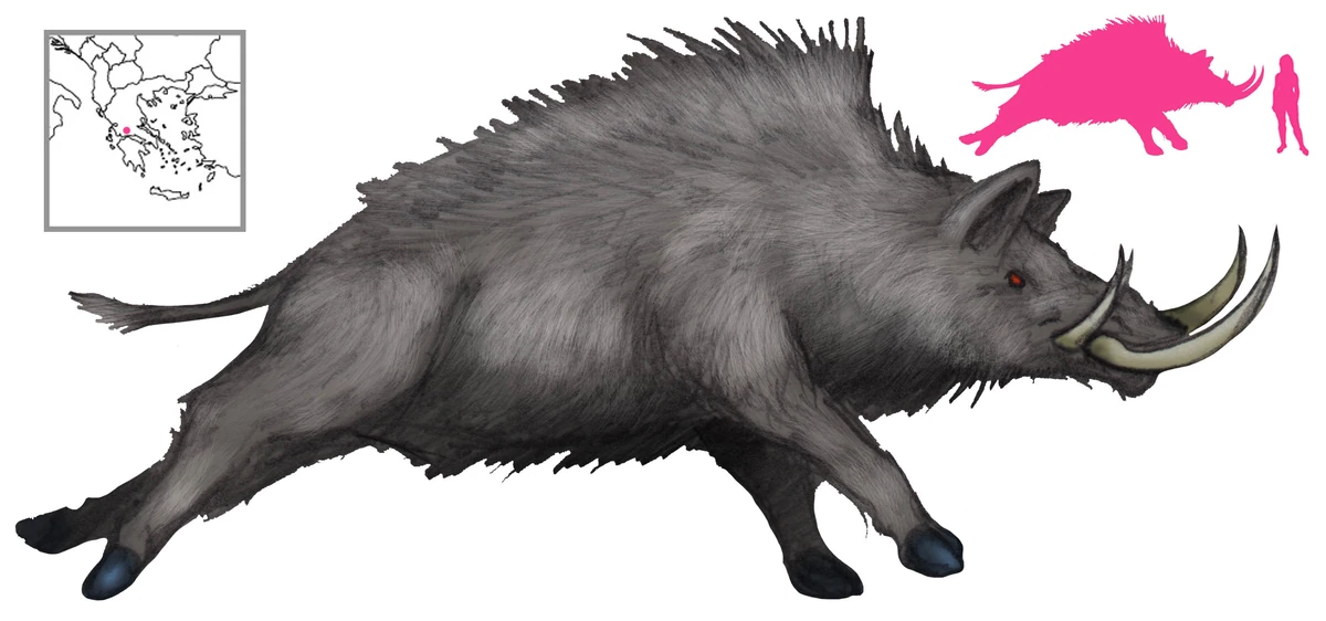 Calydonian Boar | NatureRules1 Wiki | Fandom