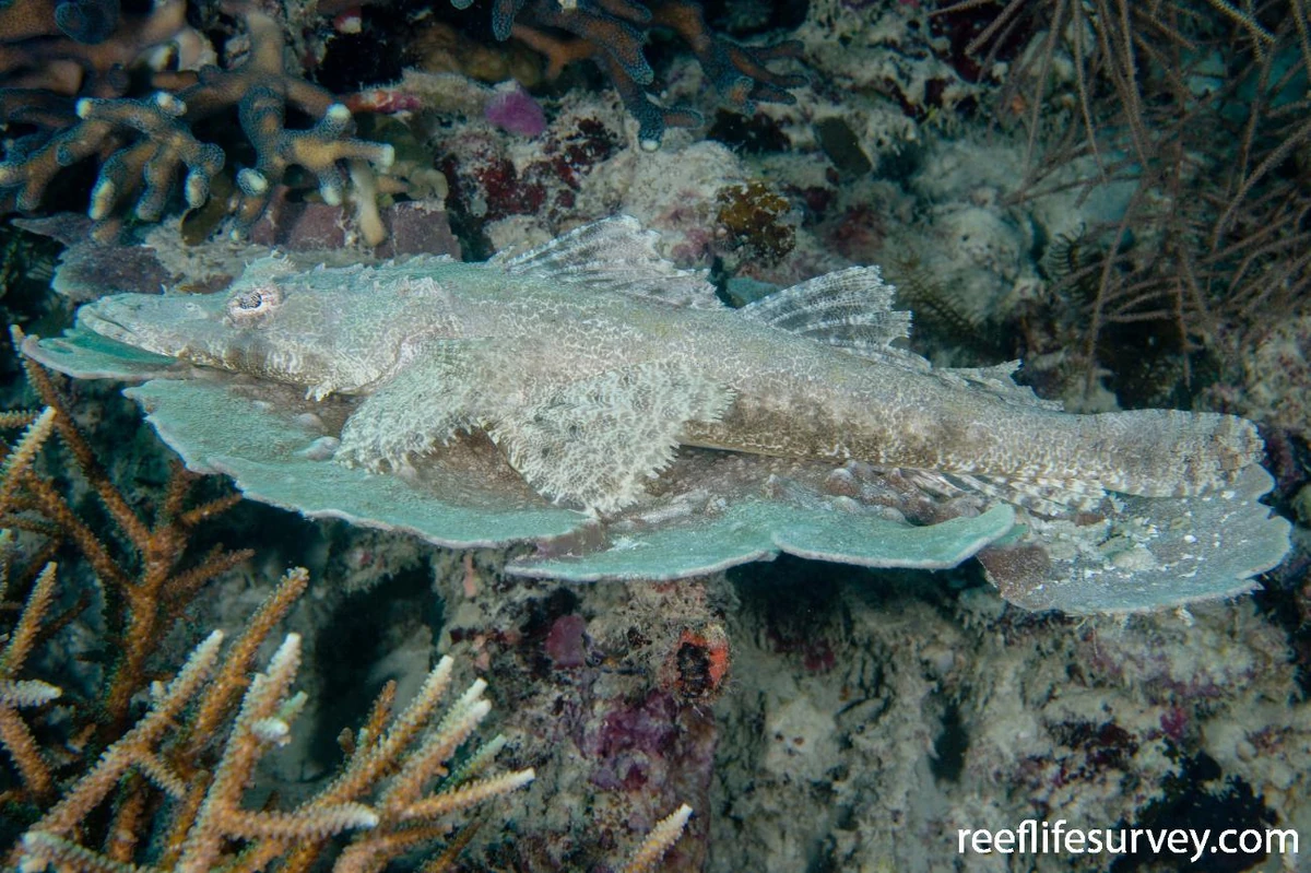 De Beaufort's Flathead | NatureRules1 Wiki | Fandom