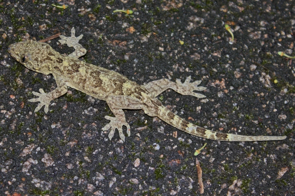 Gray's Chinese Gecko | NatureRules1 Wiki | Fandom
