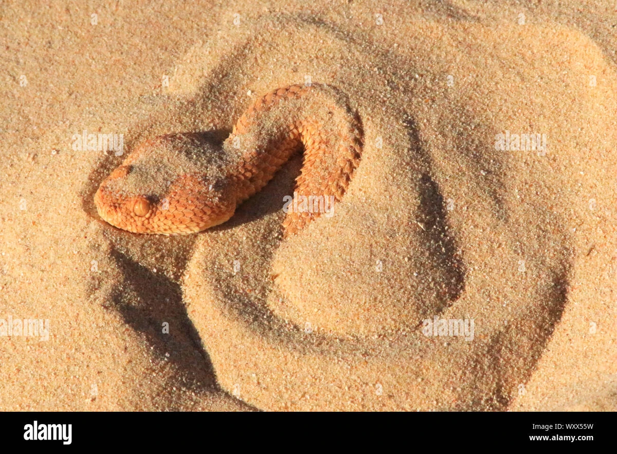 Saharan Sand Viper | NatureRules1 Wiki | Fandom