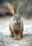 Riverine Rabbit | NatureRules1 Wiki | Fandom