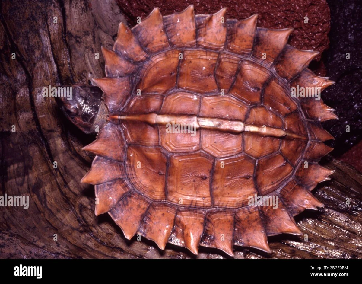 Spiny Turtle | NatureRules1 Wiki | Fandom