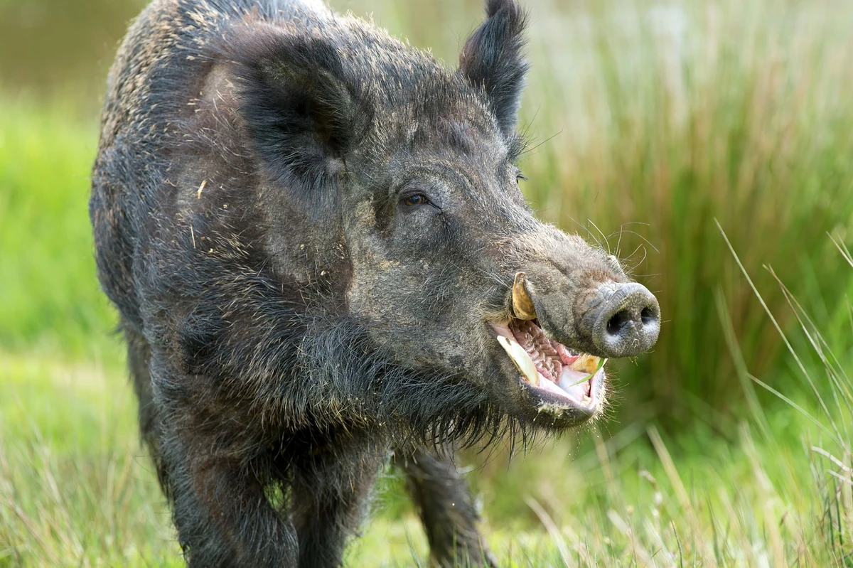 Wild Boar | NatureRules1 Wiki | Fandom