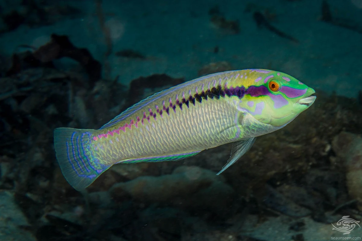 Zigzag Wrasse | NatureRules1 Wiki | Fandom