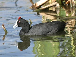 Red-knobbed Coot | NatureRules1 Wiki | Fandom