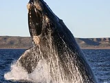 Category:Baleen Whales | NatureRules1 Wiki | Fandom