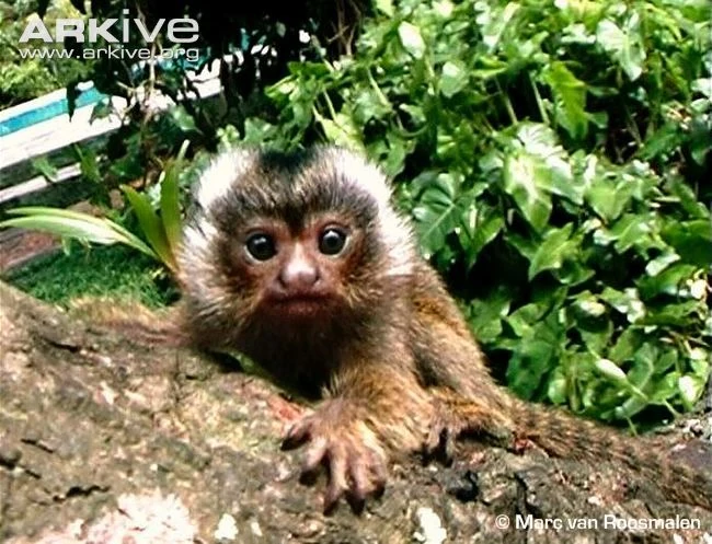Roosmalens' Dwarf Marmoset | NatureRules1 Wiki | Fandom