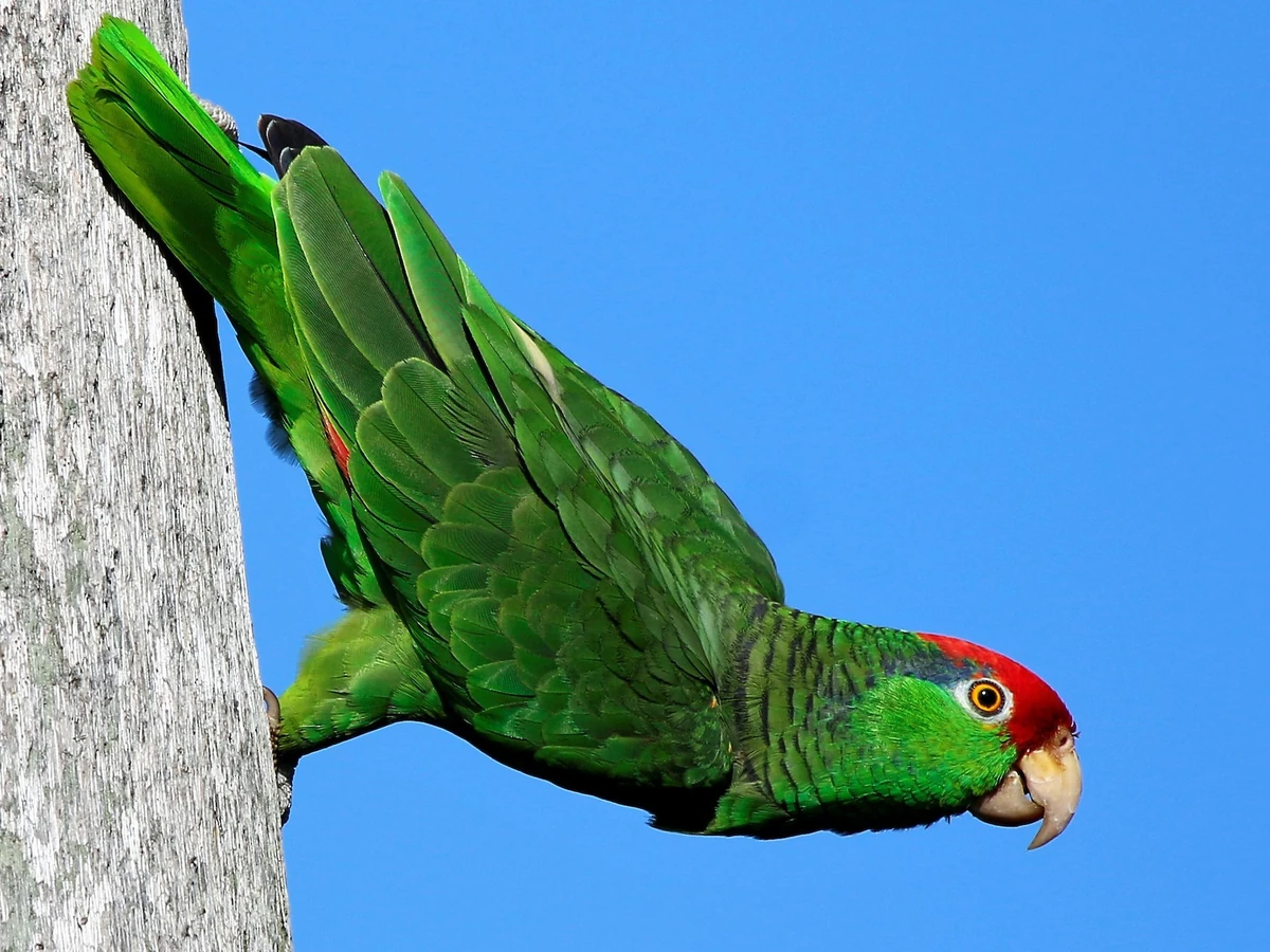 Red-crowned Amazon | NatureRules1 Wiki | Fandom