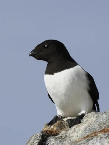 Little Auk | NatureRules1 Wiki | Fandom