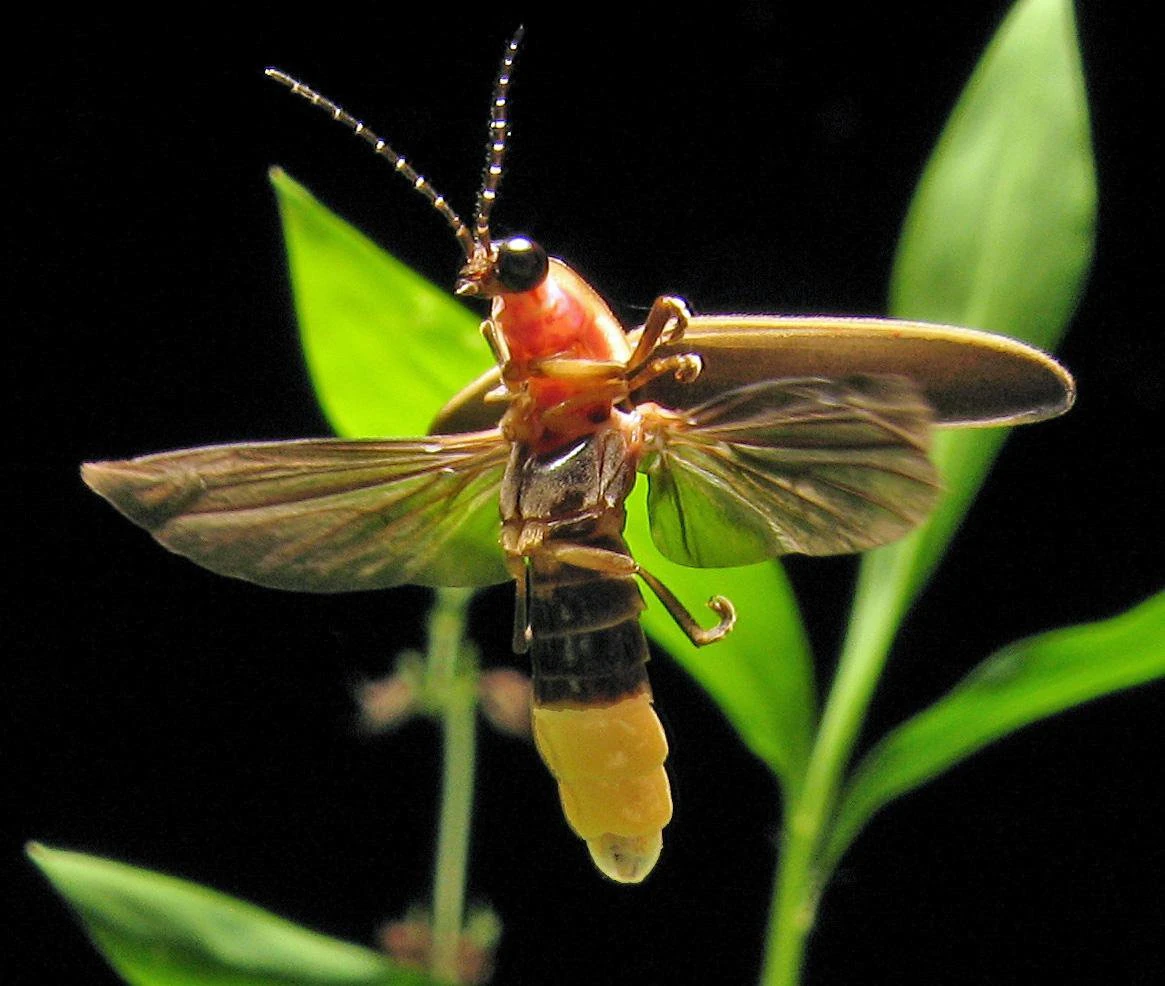 Eastern Firefly | NatureRules1 Wiki | Fandom