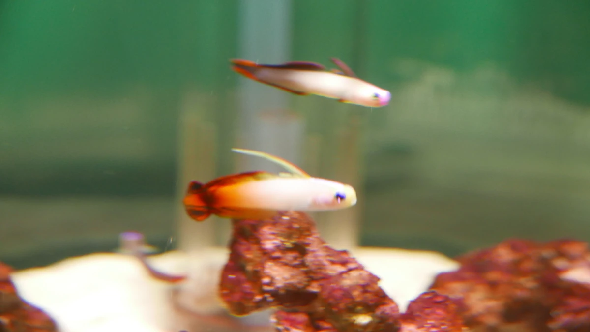 Fire Goby | NatureRules1 Wiki | Fandom