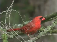 Red | NatureRules1 Wiki | Fandom