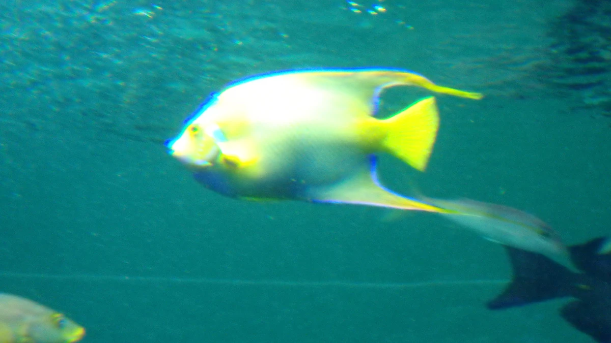 Queen Angelfish | NatureRules1 Wiki | Fandom