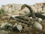 Category:Pythons | NatureRules1 Wiki | Fandom