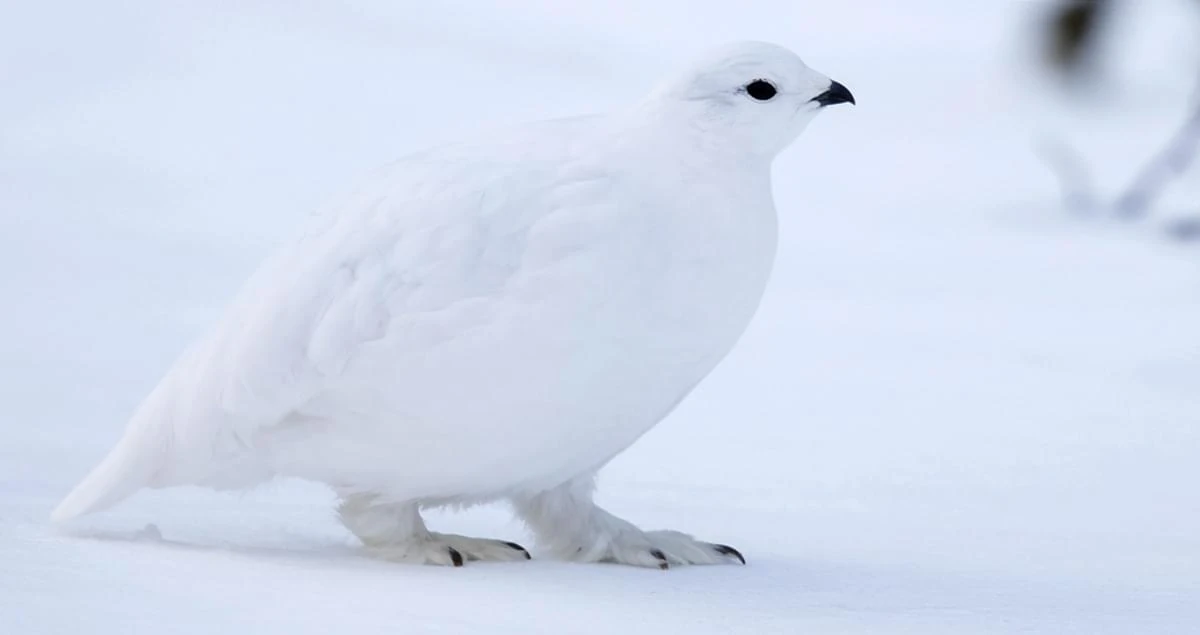 White-tailed Ptarmigan | NatureRules1 Wiki | Fandom