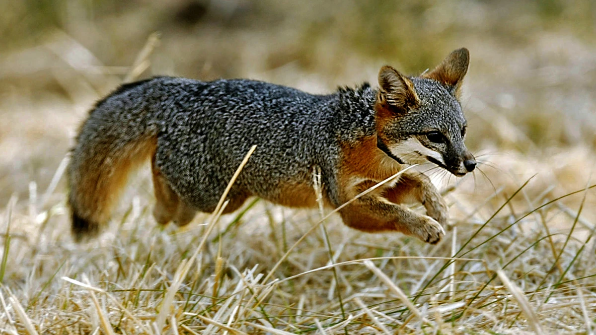 Island Fox | NatureRules1 Wiki | Fandom
