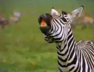 Chapman's Zebra | NatureRules1 Wiki | Fandom