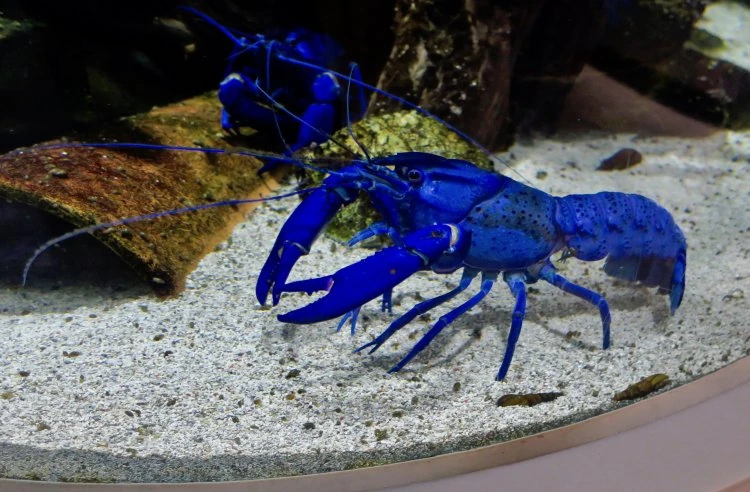 Blue Marron | NatureRules1 Wiki | Fandom