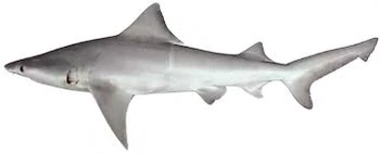 Borneo River Shark | NatureRules1 Wiki | Fandom