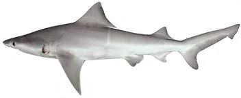 Borneo River Shark | NatureRules1 Wiki | Fandom