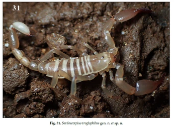 Cave Scorpion | NatureRules1 Wiki | Fandom