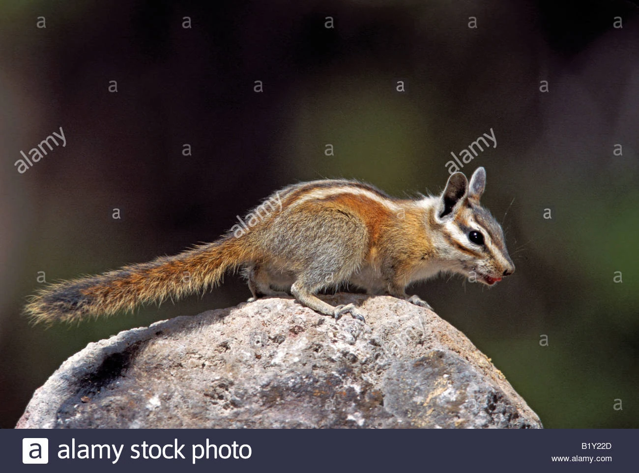 Long Eared Chipmunk