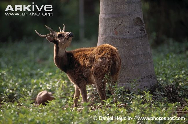 Visayan Spotted Deer | NatureRules1 Wiki | Fandom