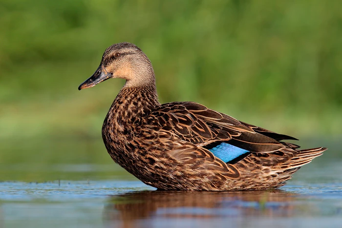 Mottled Duck | NatureRules1 Wiki | Fandom