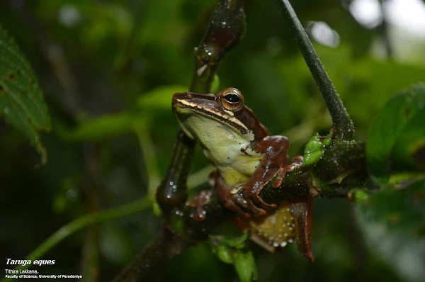 Mountain Hourglass Treefrog | NatureRules1 Wiki | Fandom