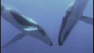 Humpback Whale | NatureRules1 Wiki | Fandom