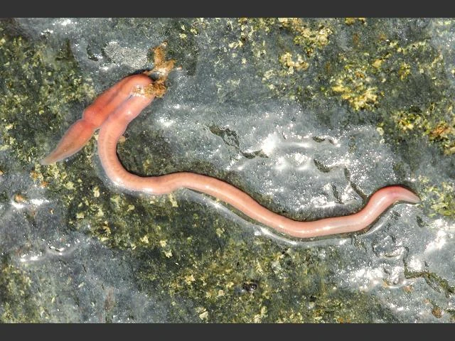 Red Ribbon Worm | NatureRules1 Wiki | Fandom