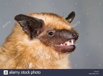 Serotine Bat | NatureRules1 Wiki | Fandom