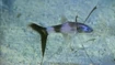 Ocean Life Dictionary Animals Alphabet | NatureRules1 Wiki | Fandom