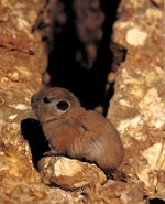 Common Gundi | NatureRules1 Wiki | Fandom